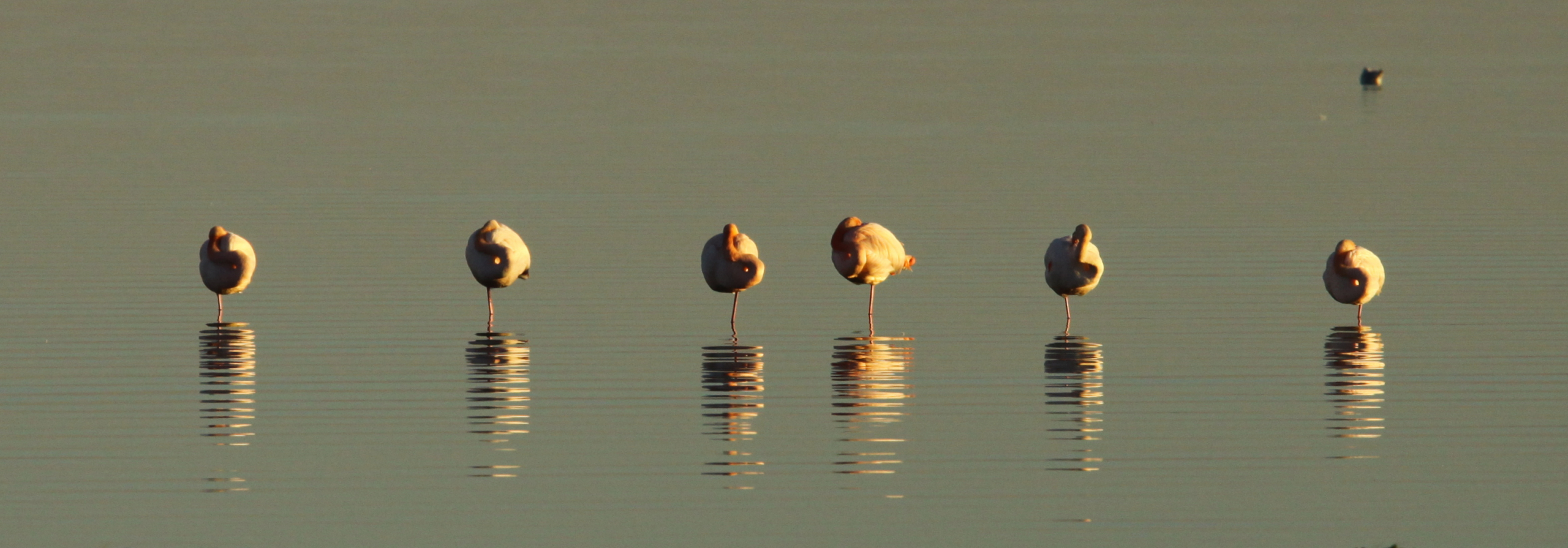 Frequently asked questions - Adopt a flamingo